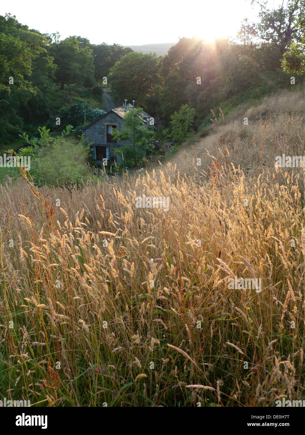 Rural barn converted to housing with long sunlit grasses on an early ...