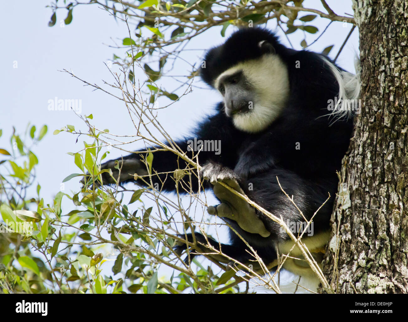 Animal wildlife primate hi-res stock photography and images - Alamy