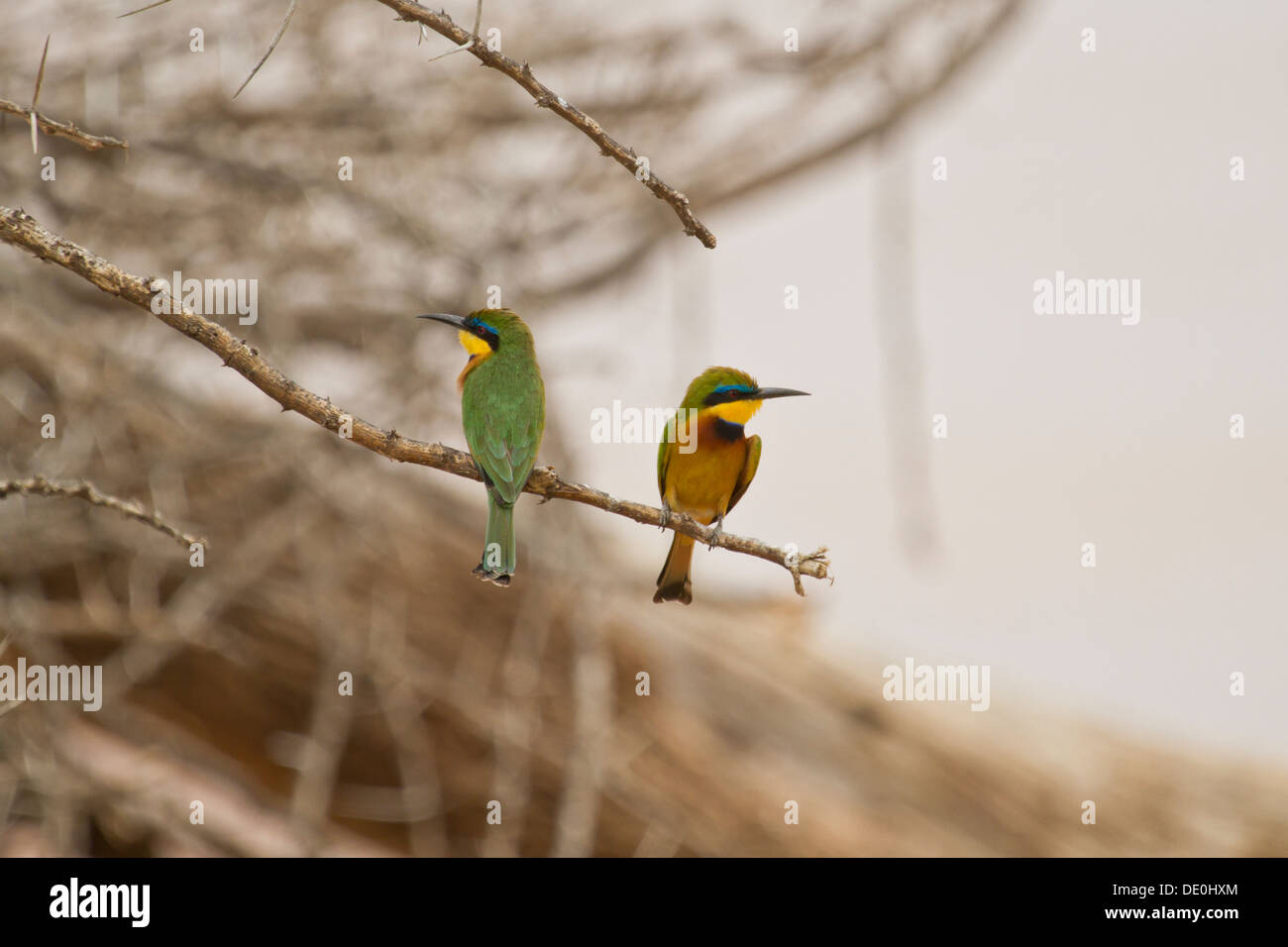 Little Bee-eater [Merops pusillus], Samburu National Park, Kenya Stock ...