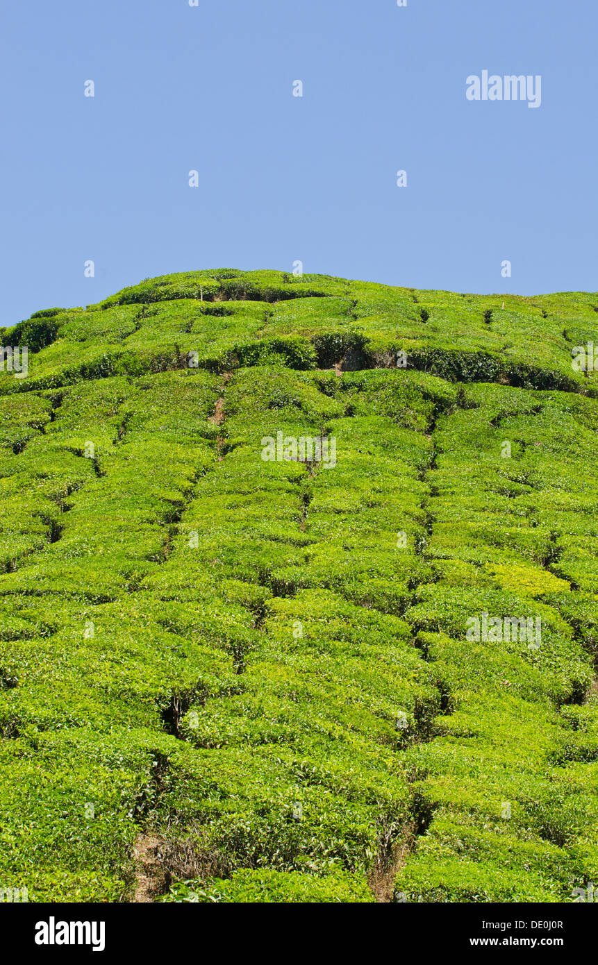Munnar Tea plantations in linear rows leading to a blue sky background ...
