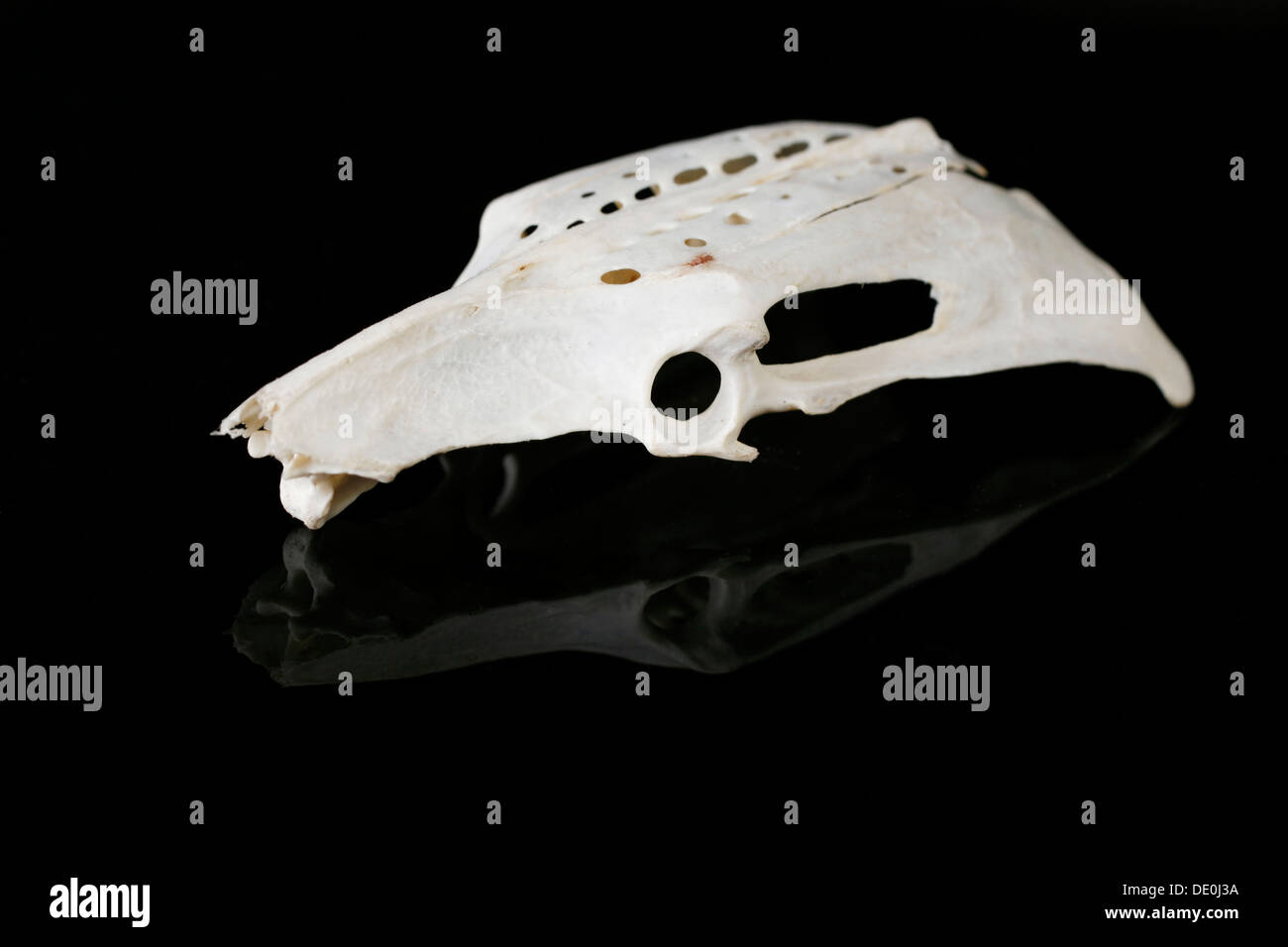 Gull skull hi-res stock photography and images - Alamy