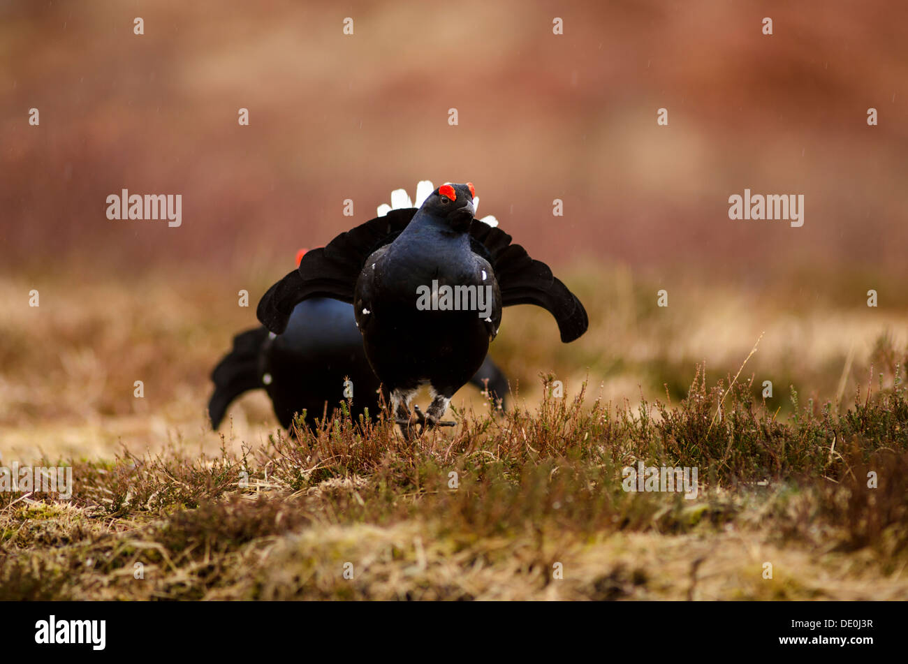 Male Black grouse displaying on Lek Stock Photo - Alamy