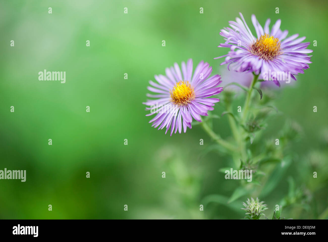 Wild asters flowers hi-res stock photography and images - Alamy
