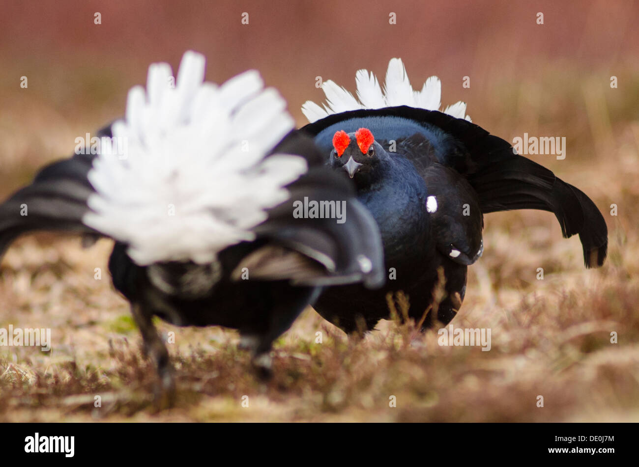 Two male Black Grouse in display Stock Photo - Alamy