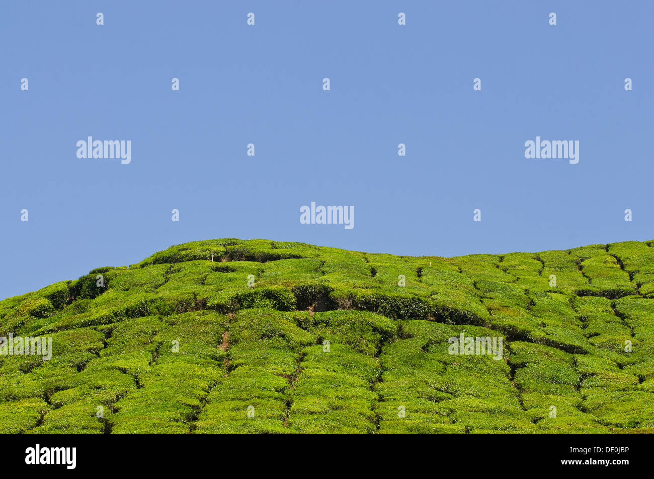 Munnar Tea plantations in linear rows leading to a blue sky background ...