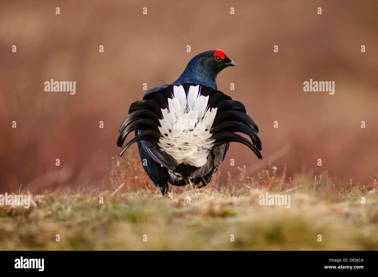 Black grouse in display Stock Photo - Alamy