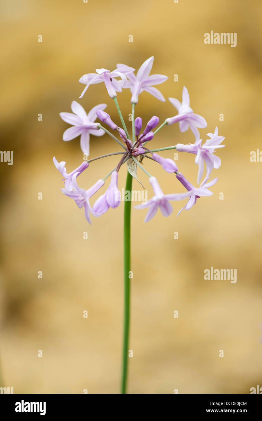 Garlic flower images hi-res stock photography and images - Alamy