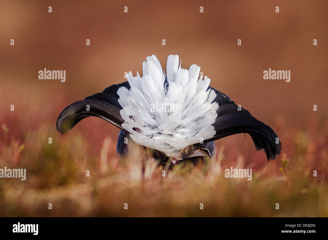 Male Black Grouse viewing tail from behind Stock Photo - Alamy