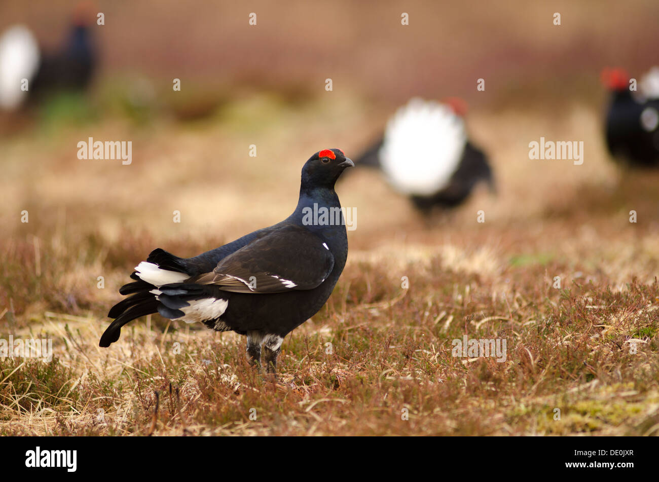Male Black Grouse High Resolution Stock Photography and Images - Alamy