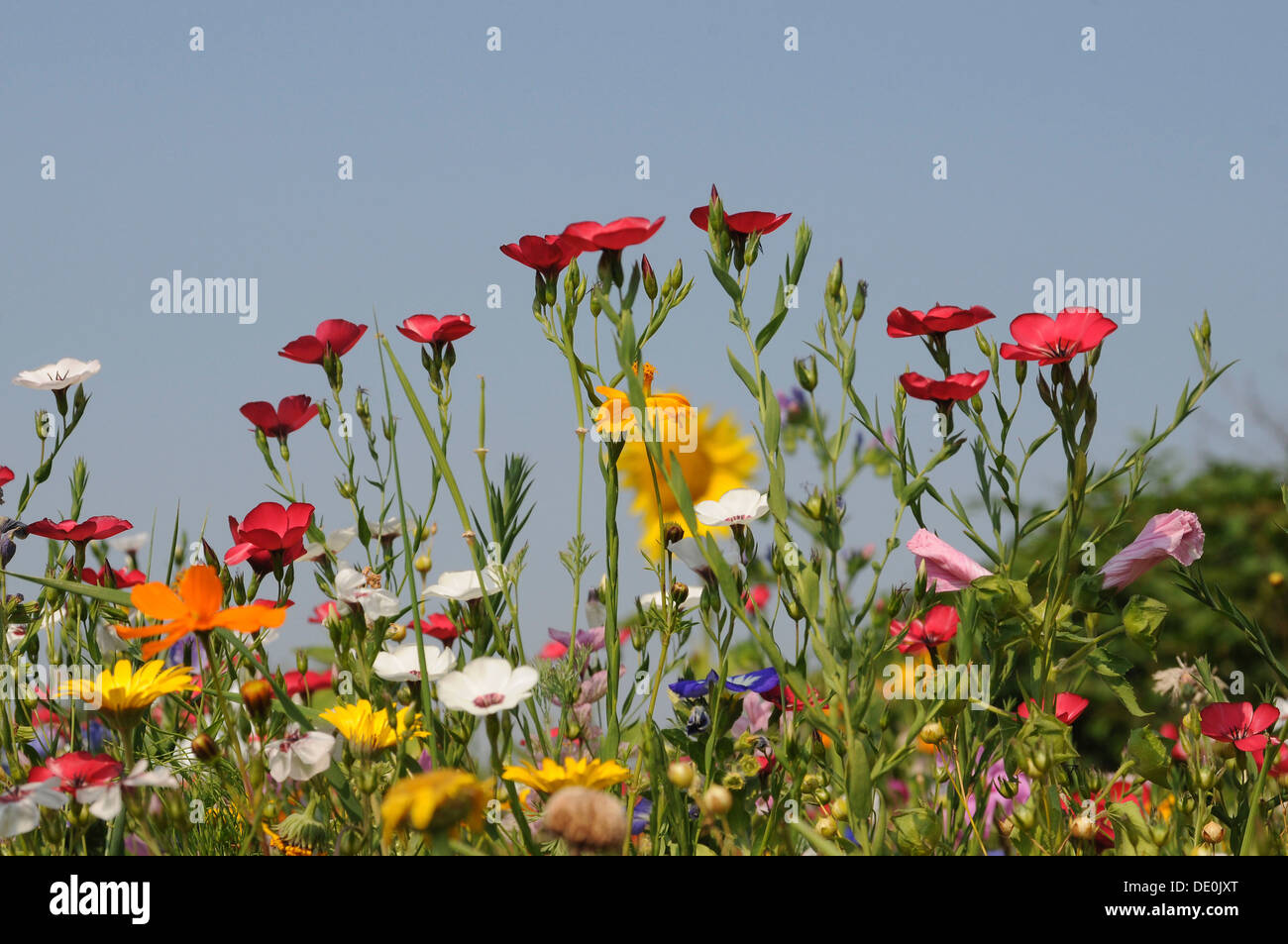 Colorful flower meadow in summer Stock Photo - Alamy