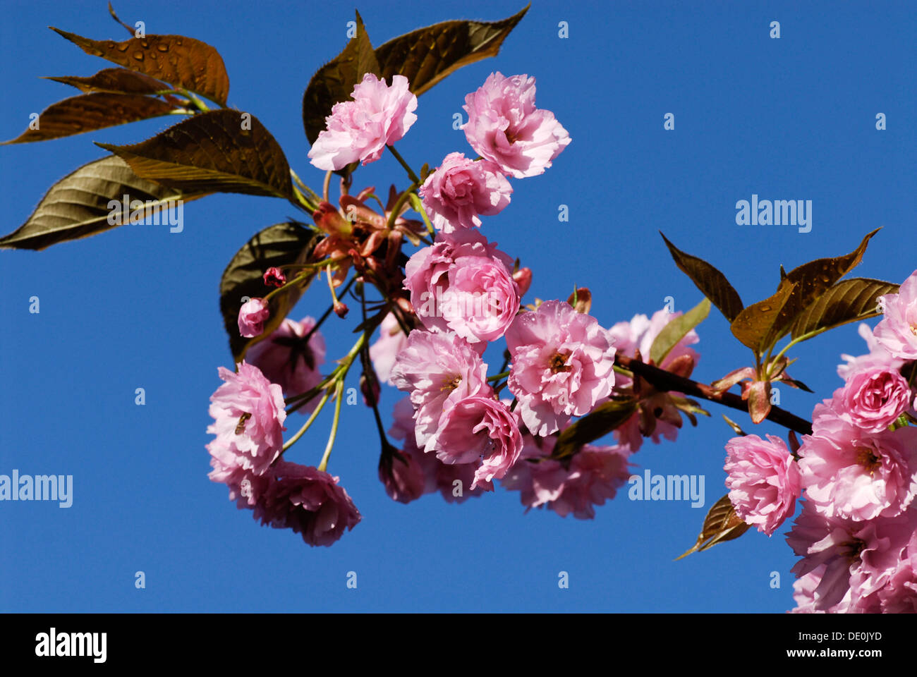 Flowering plum tree varieties hi-res stock photography and images - Alamy