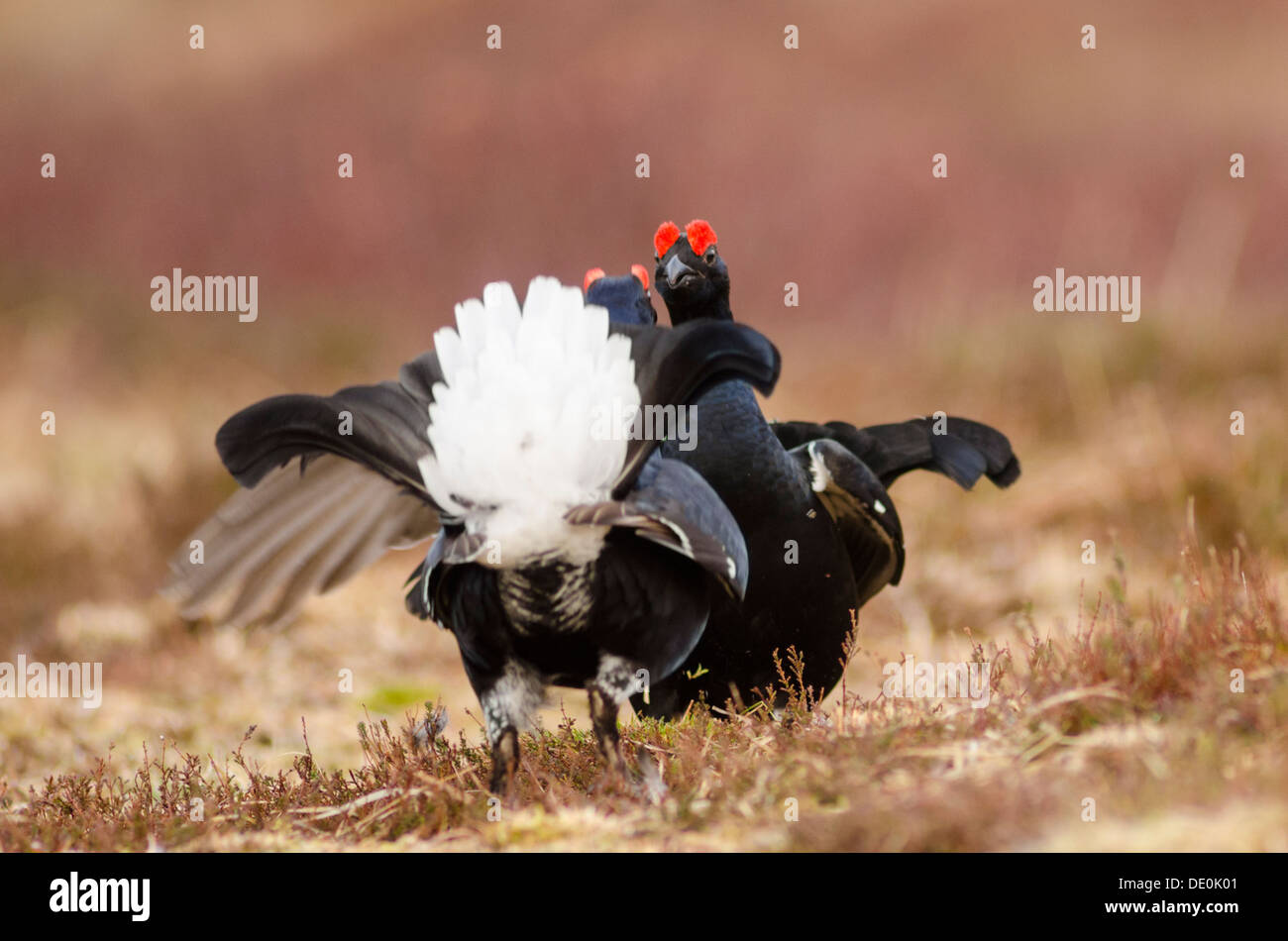 Two male grouse hi-res stock photography and images - Alamy