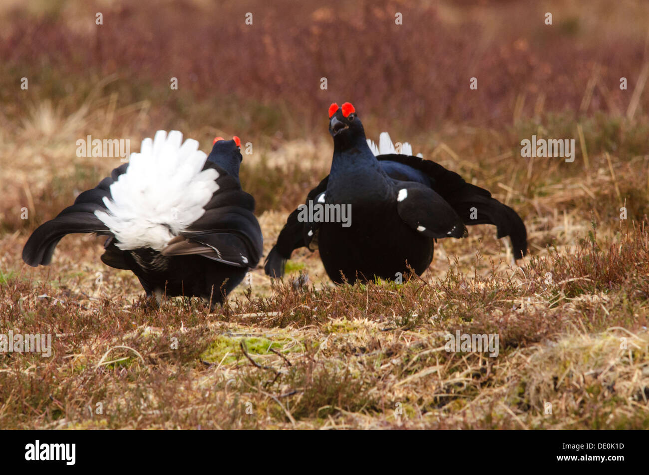 Two male grouse hi-res stock photography and images - Alamy