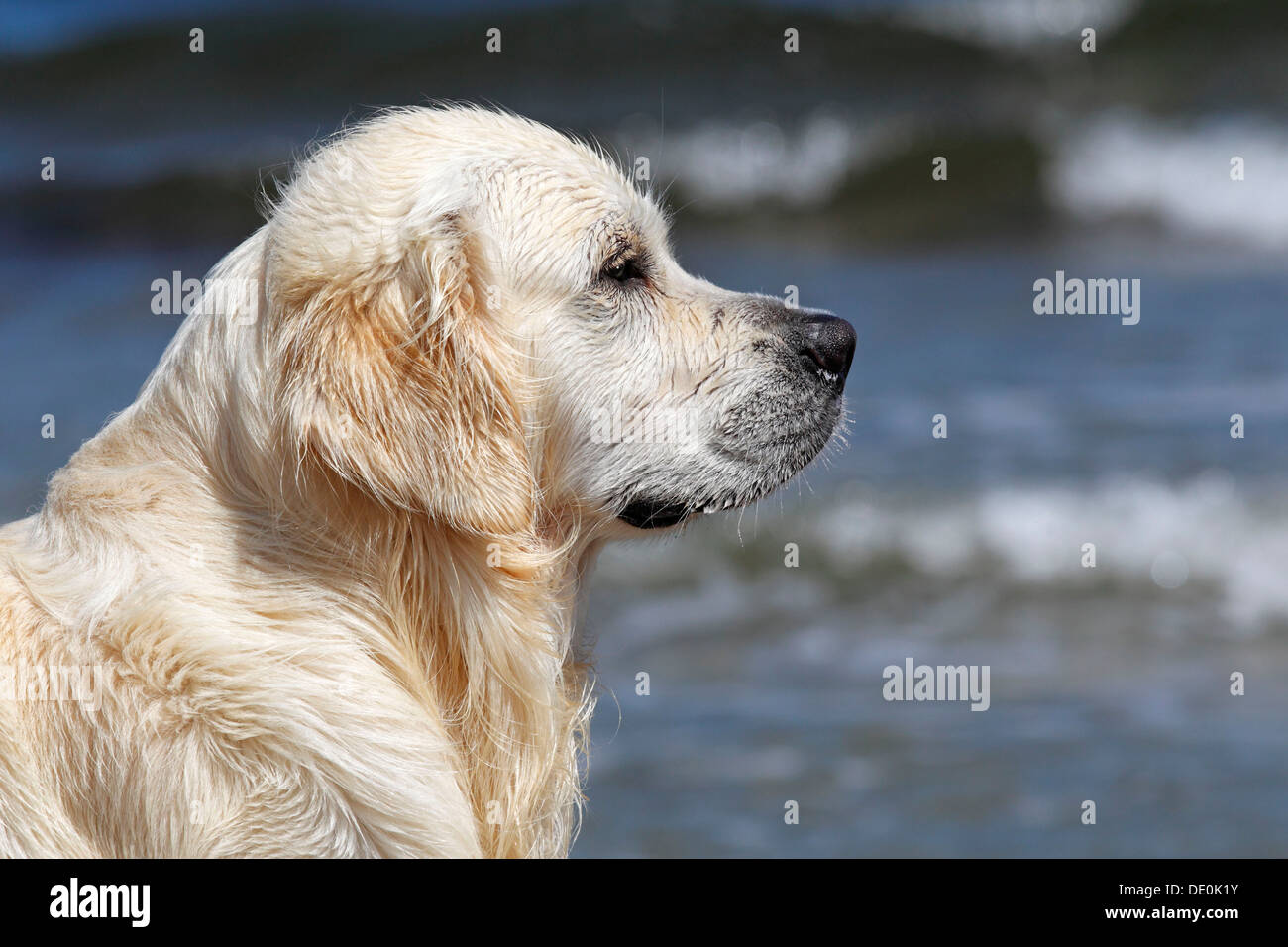 Male Golden Retriever High Resolution Stock Photography and Images - Alamy