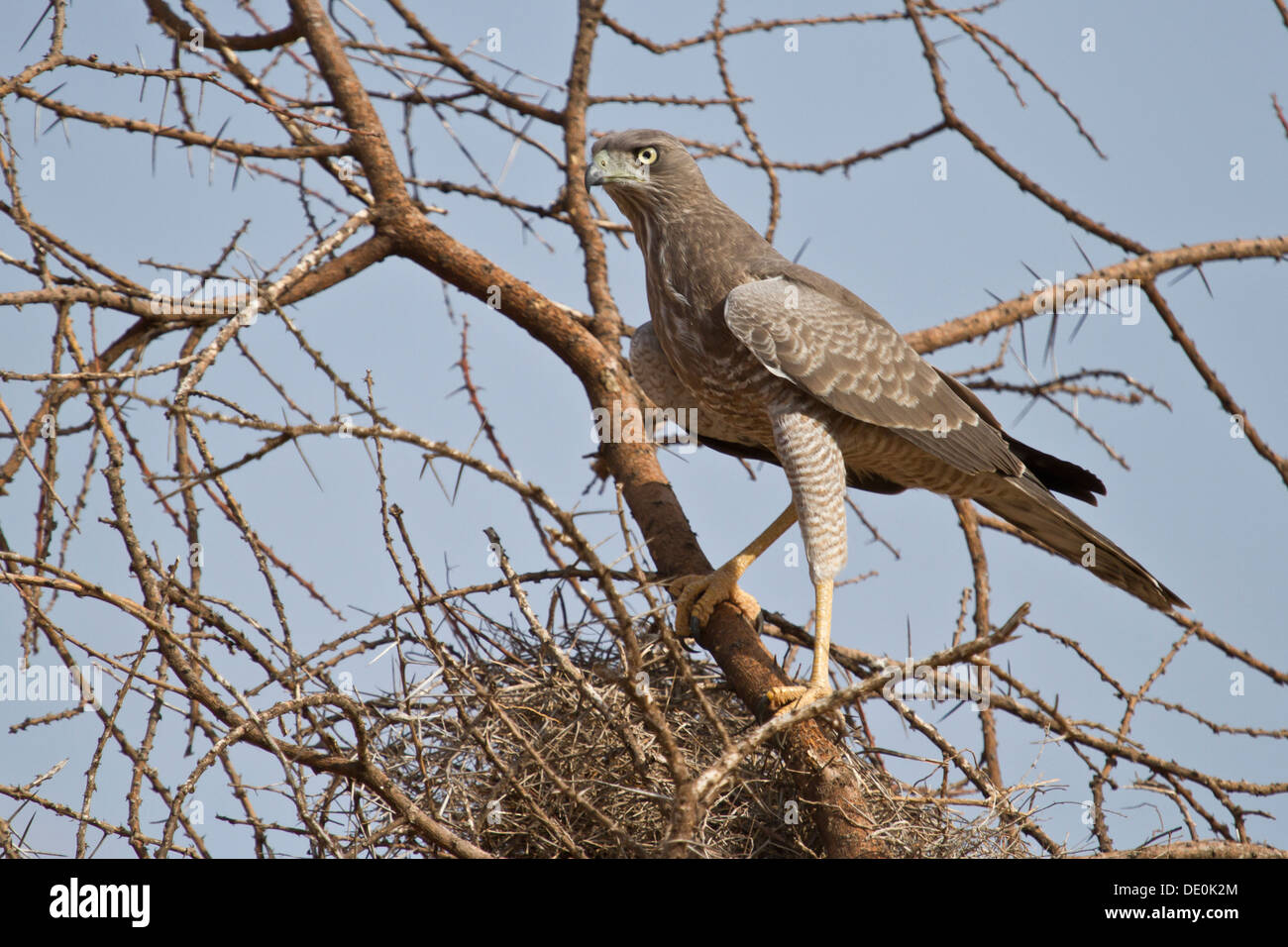 Gabar goshawk hi-res stock photography and images - Alamy