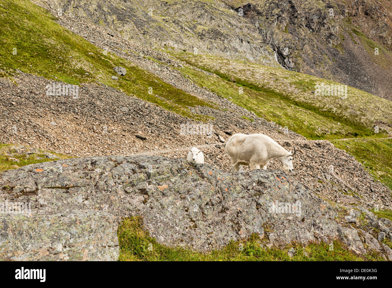 Mountain Goats (Oreamnos americanus) grazing along the Crow Pass Trail ...