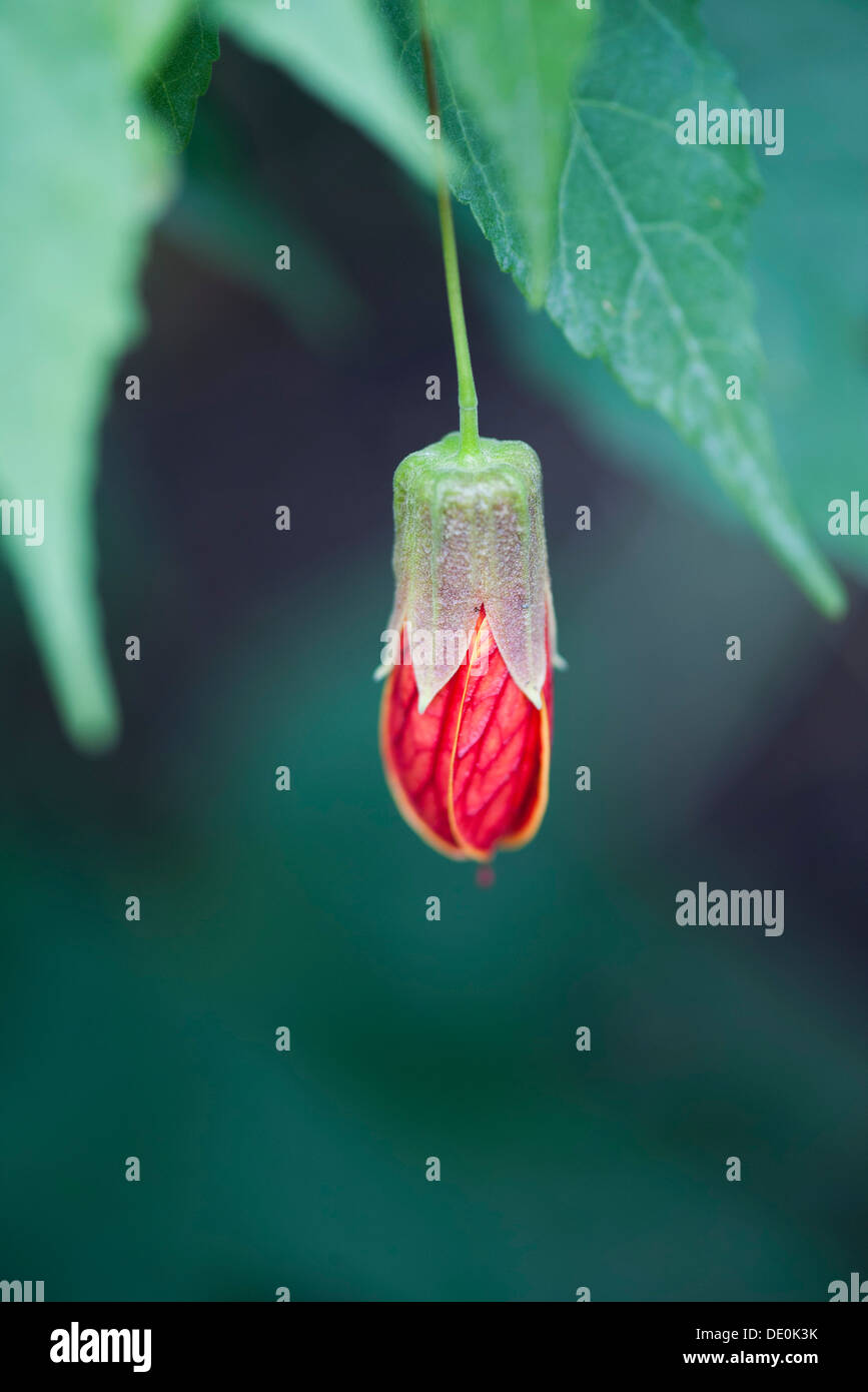 Flowering maple (Abutilon Stock Photo - Alamy