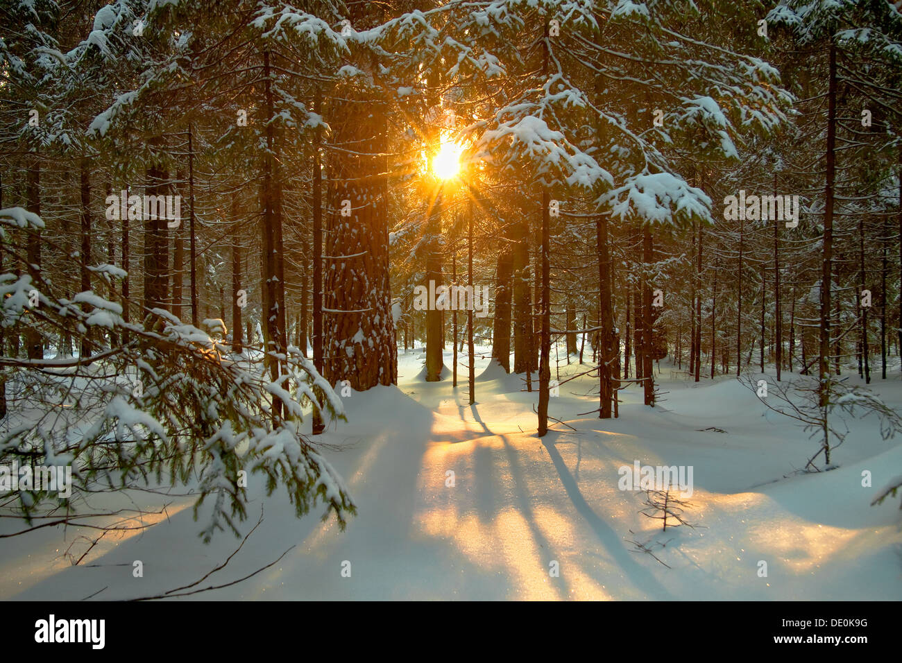 beautiful winter landscape with the forest and the sun Stock Photo - Alamy