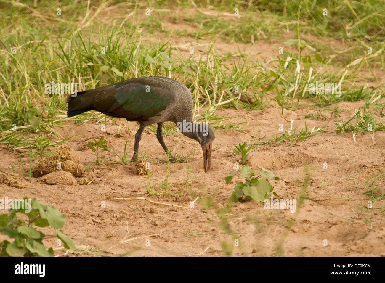 Hadada Ibis [Bostrychia hagedash], Samburu National Park, Kenya Stock ...