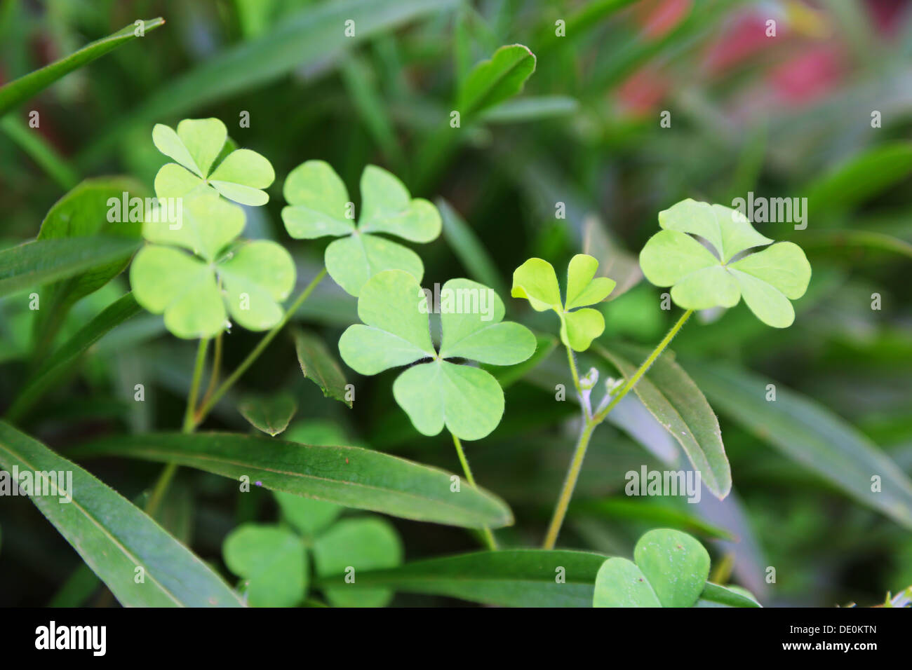 Good luck green shamrocks leaves plant Stock Photo - Alamy