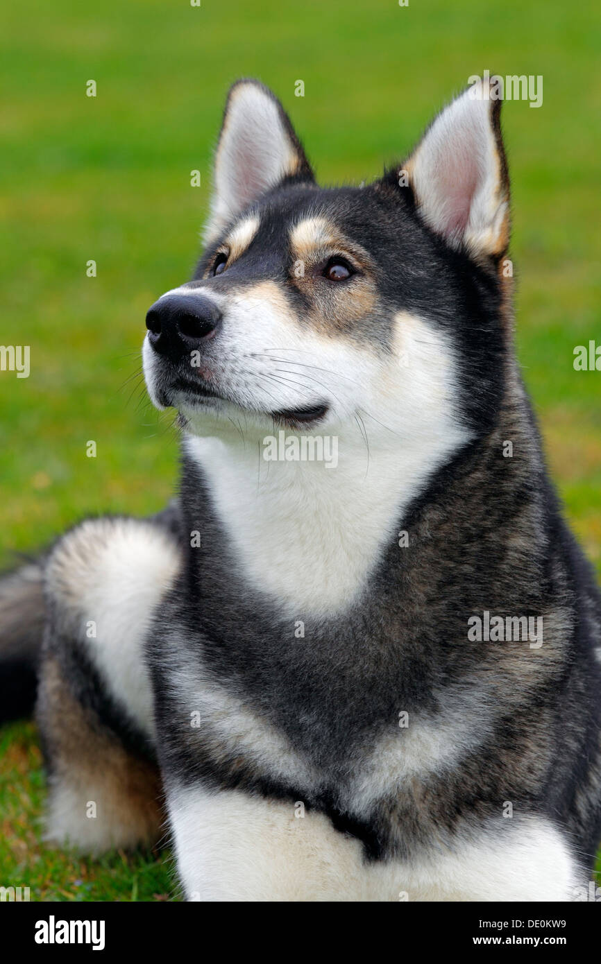 Siberian Husky (Canis lupus familiaris), one year old male, portrait ...