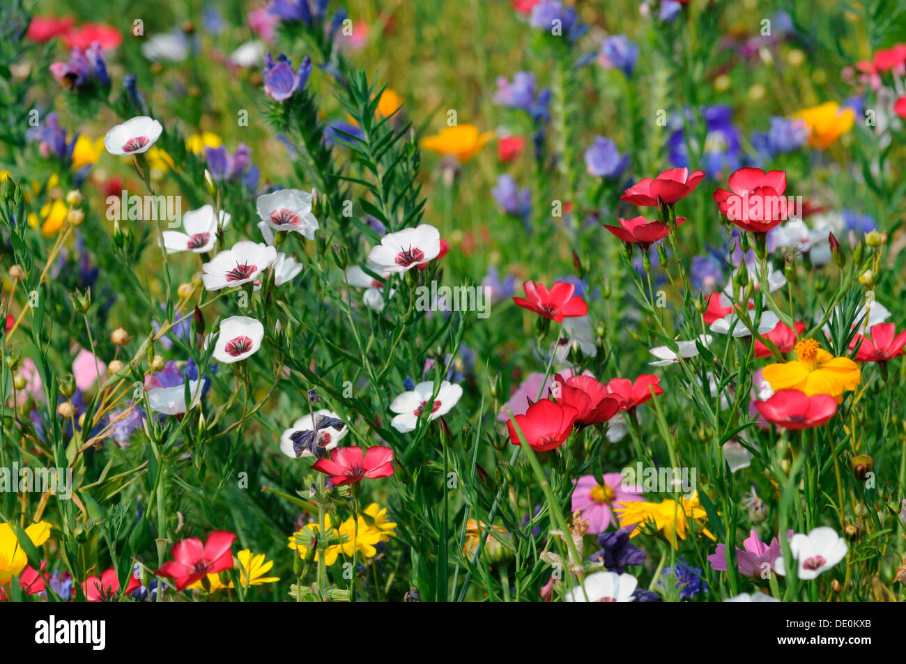 Colorful flower meadow in summer Stock Photo - Alamy