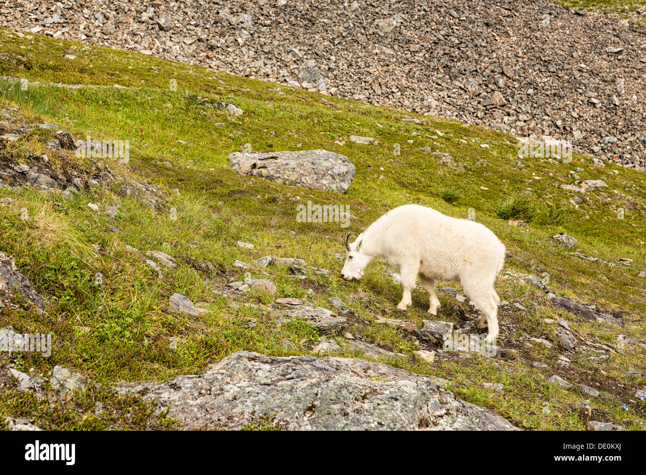 Mountain Goat (Oreamnos americanus) grazing along the Crow Pass Trail ...