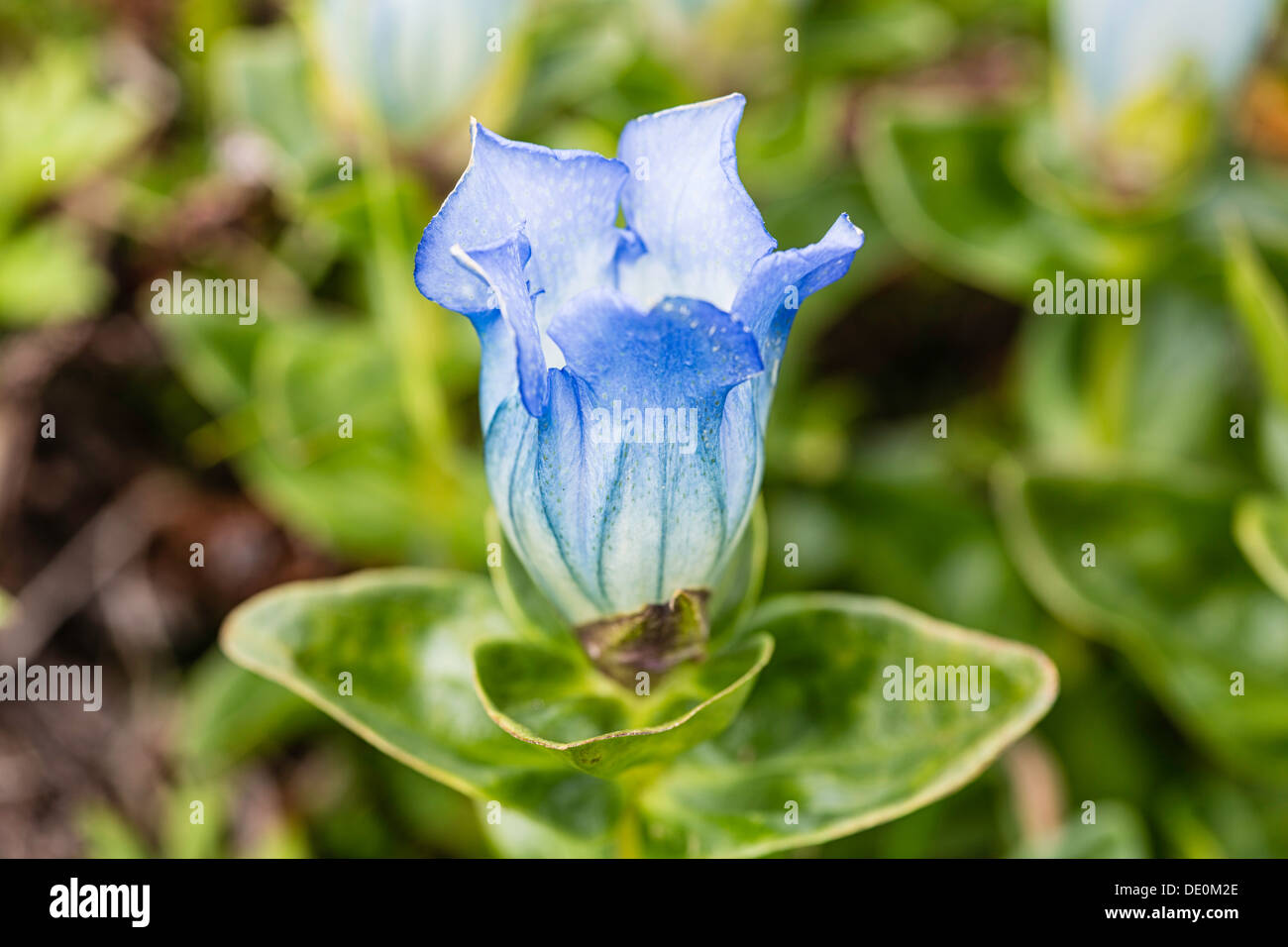 Broadpetal gentian hi-res stock photography and images - Alamy