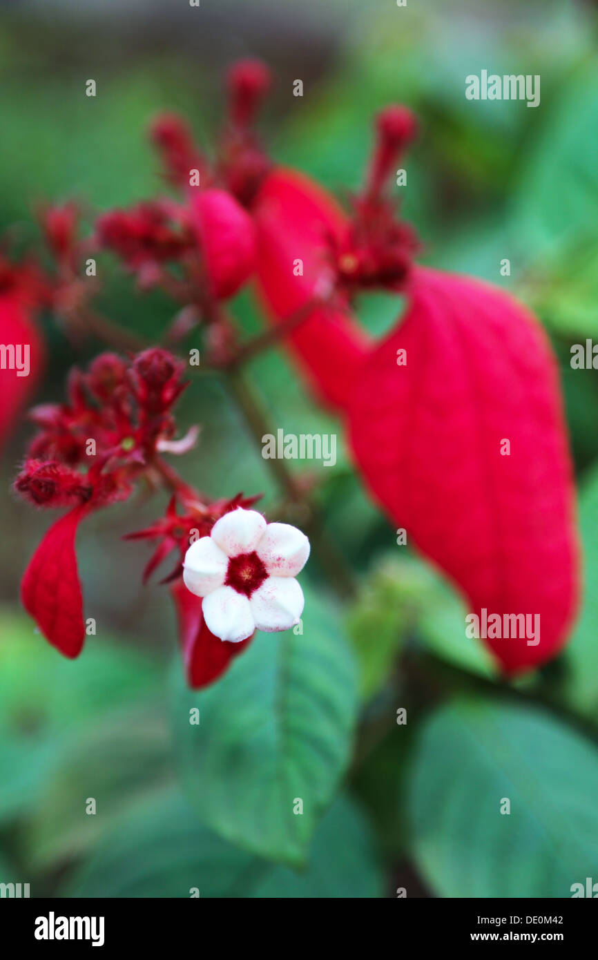 Ornamental flowering plant hi-res stock photography and images - Alamy
