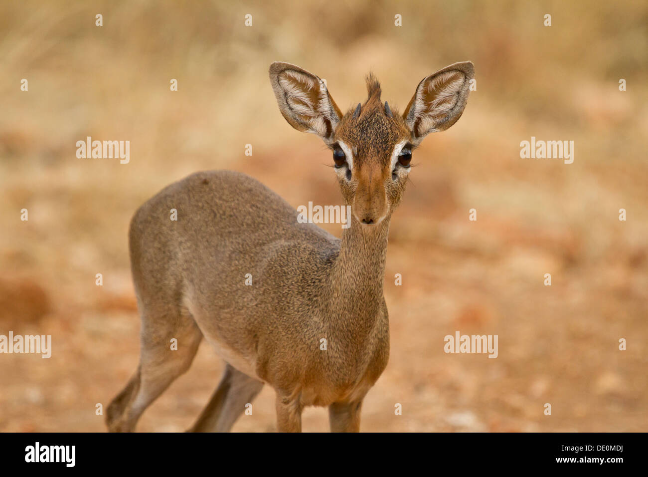 Kirk's Dik Dik [Madoqua kirkii], Samburu National Park, Kenya Stock Photo - Alamy