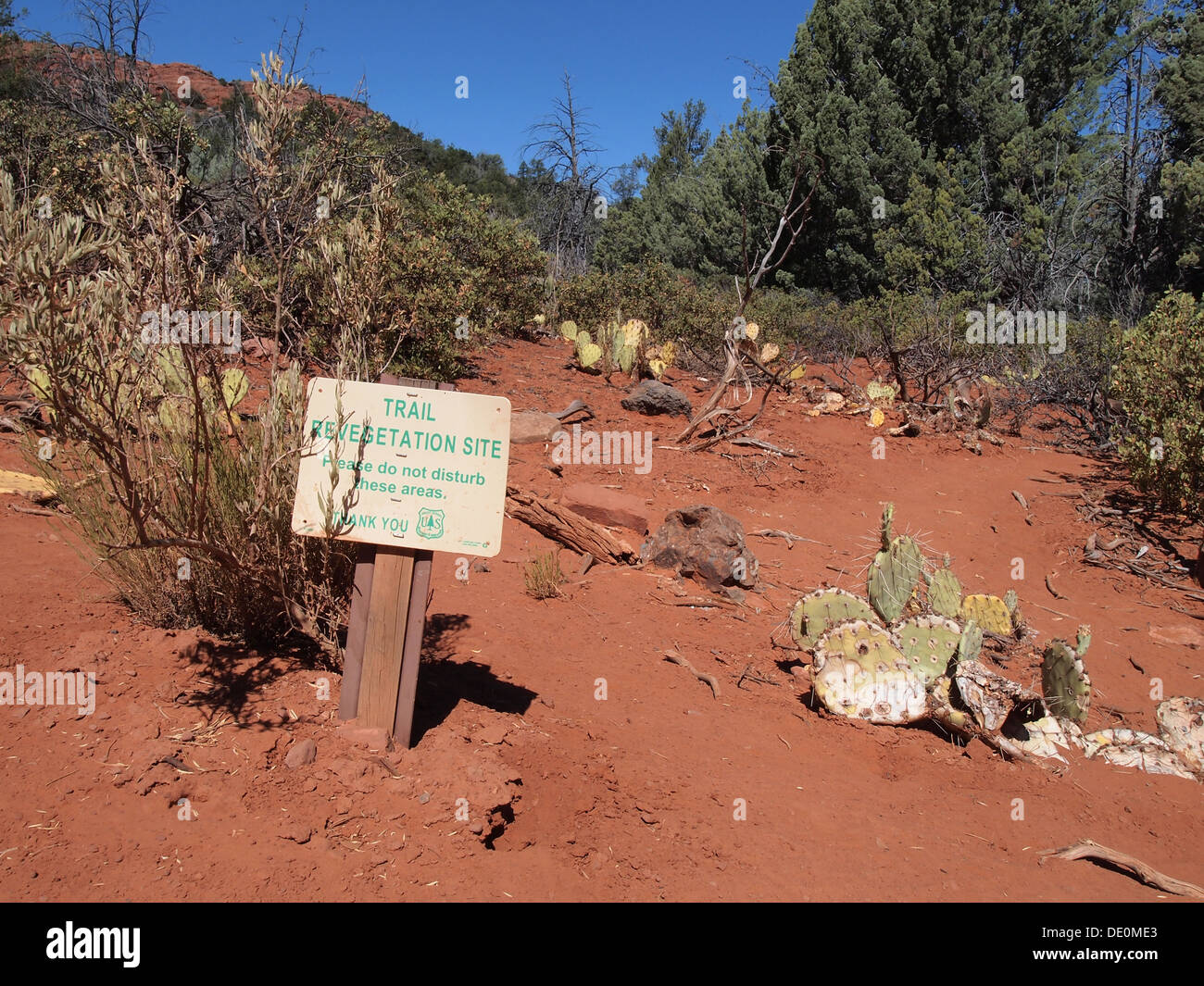 Revegetation area along Cathedral Rock trail, a magnetic (feminine ...