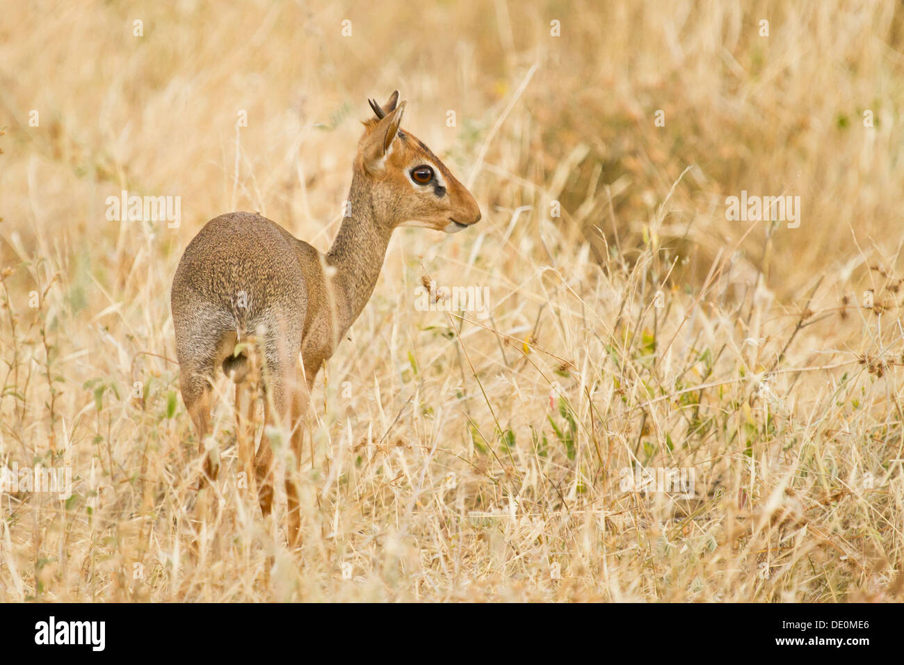 Kirk's Dik Dik [Madoqua kirkii], Samburu National Park, Kenya Stock Photo - Alamy