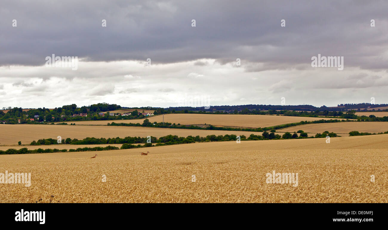 wild deer in cornfield Stock Photo - Alamy