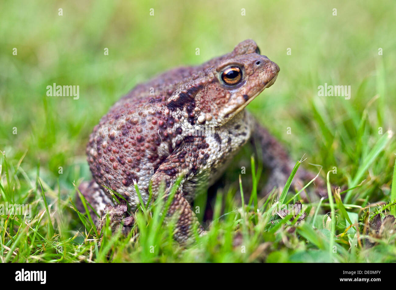 common toad (bufo bufo Stock Photo - Alamy