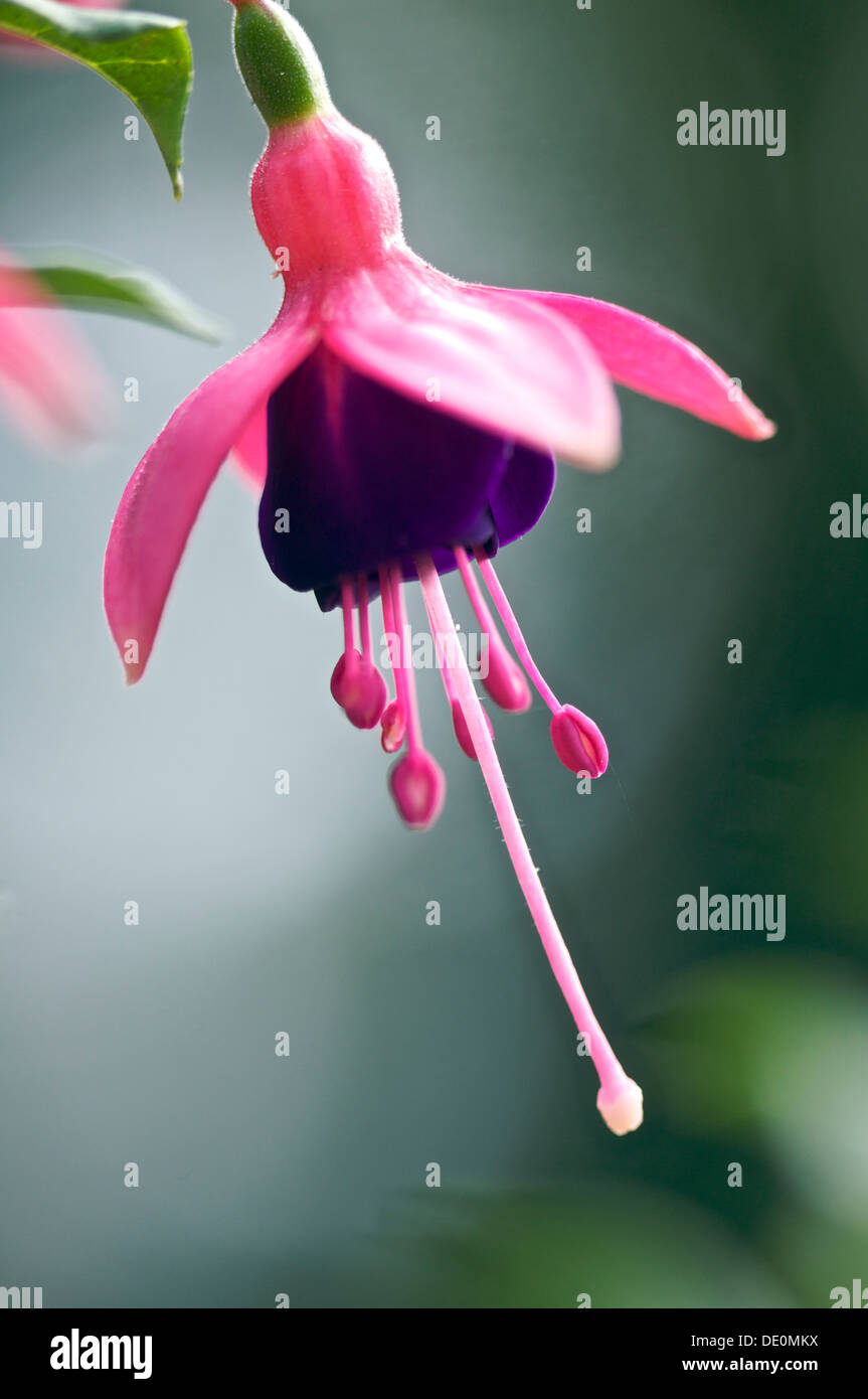 Fuschia garden plant hi-res stock photography and images - Alamy