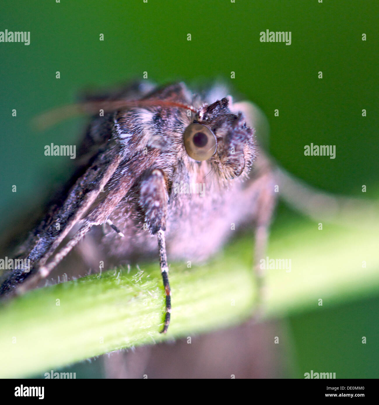 eye of the moth Stock Photo - Alamy