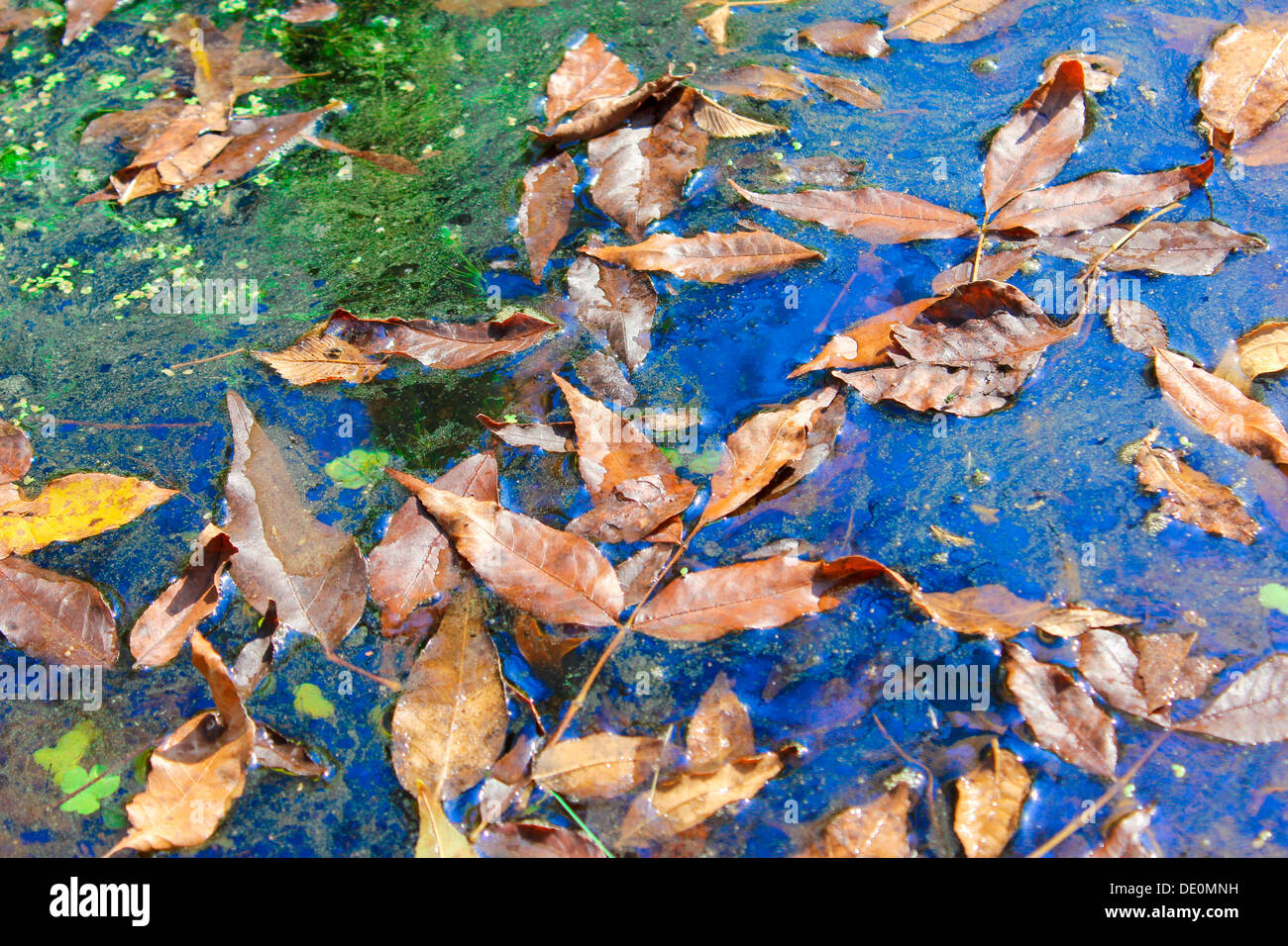 Fall leaf floating hi-res stock photography and images - Alamy