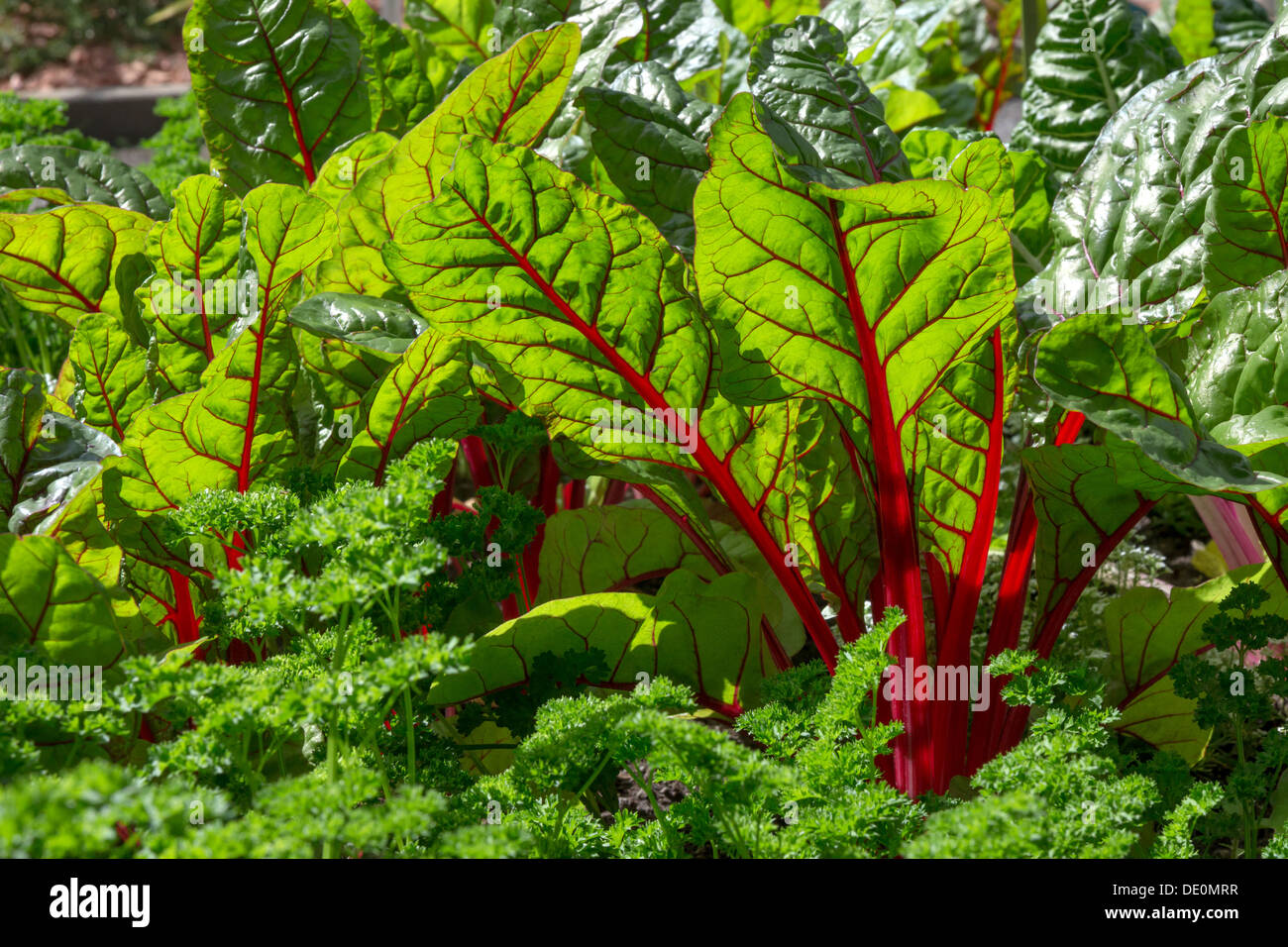 Beet leaves in sunlight. Fresh and healthy vegetable garden Stock Photo ...