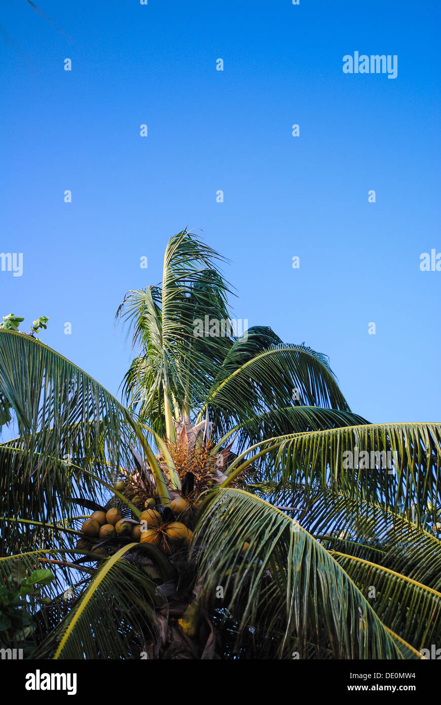 Coconut tree at the beach Stock Photo - Alamy
