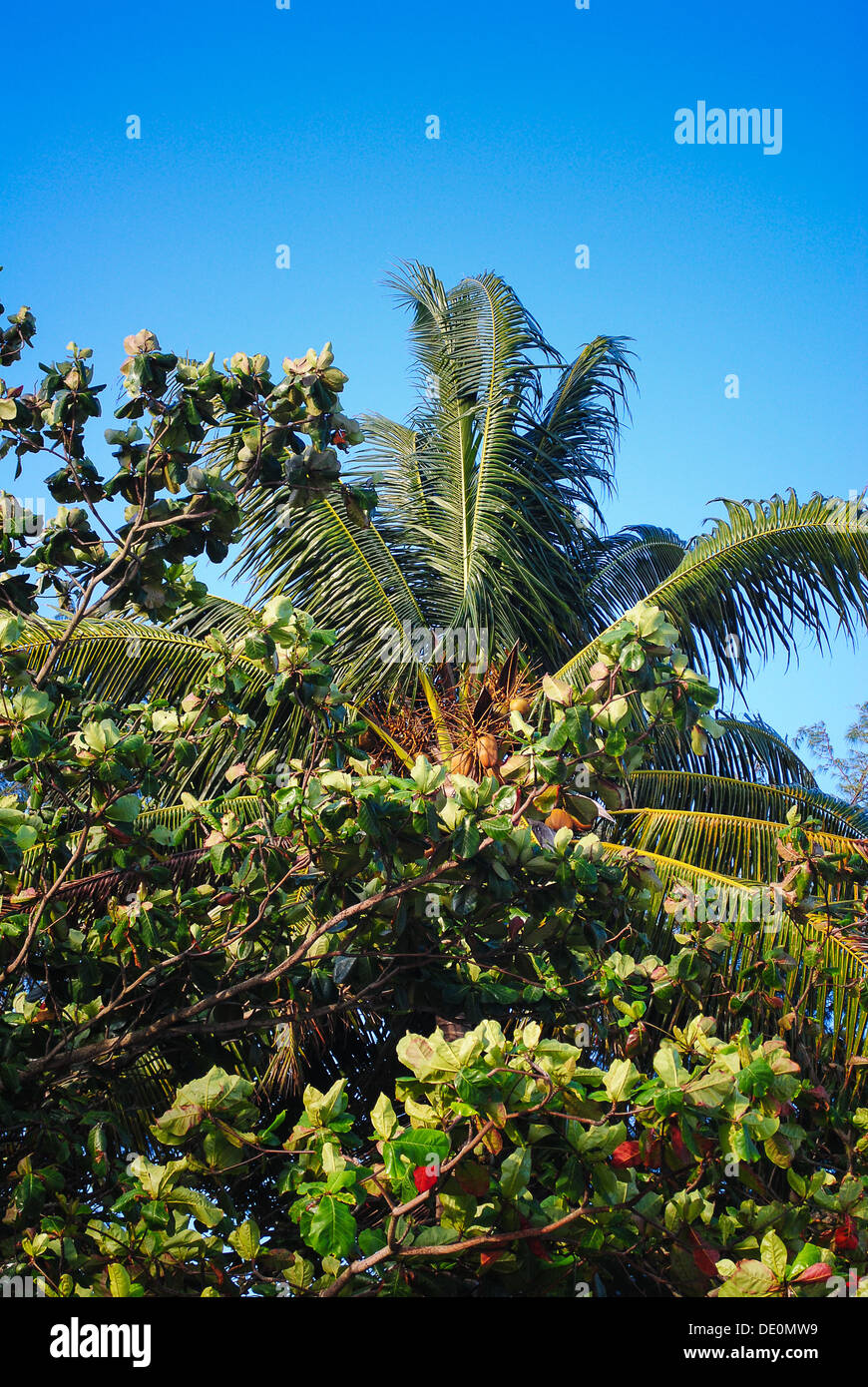 Coconut tree at the beach Stock Photo - Alamy