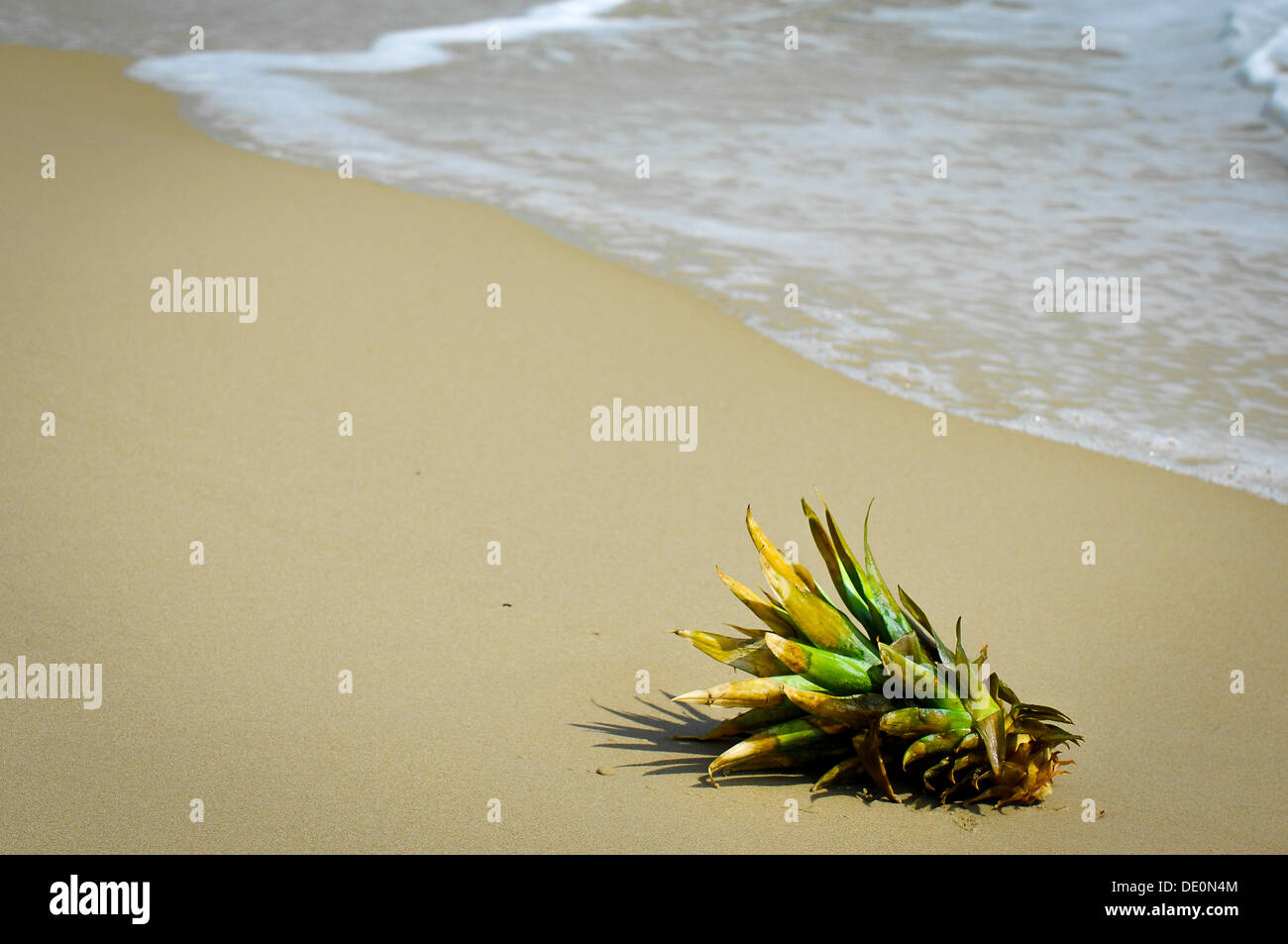 Lone pineapple on a beach Stock Photo - Alamy