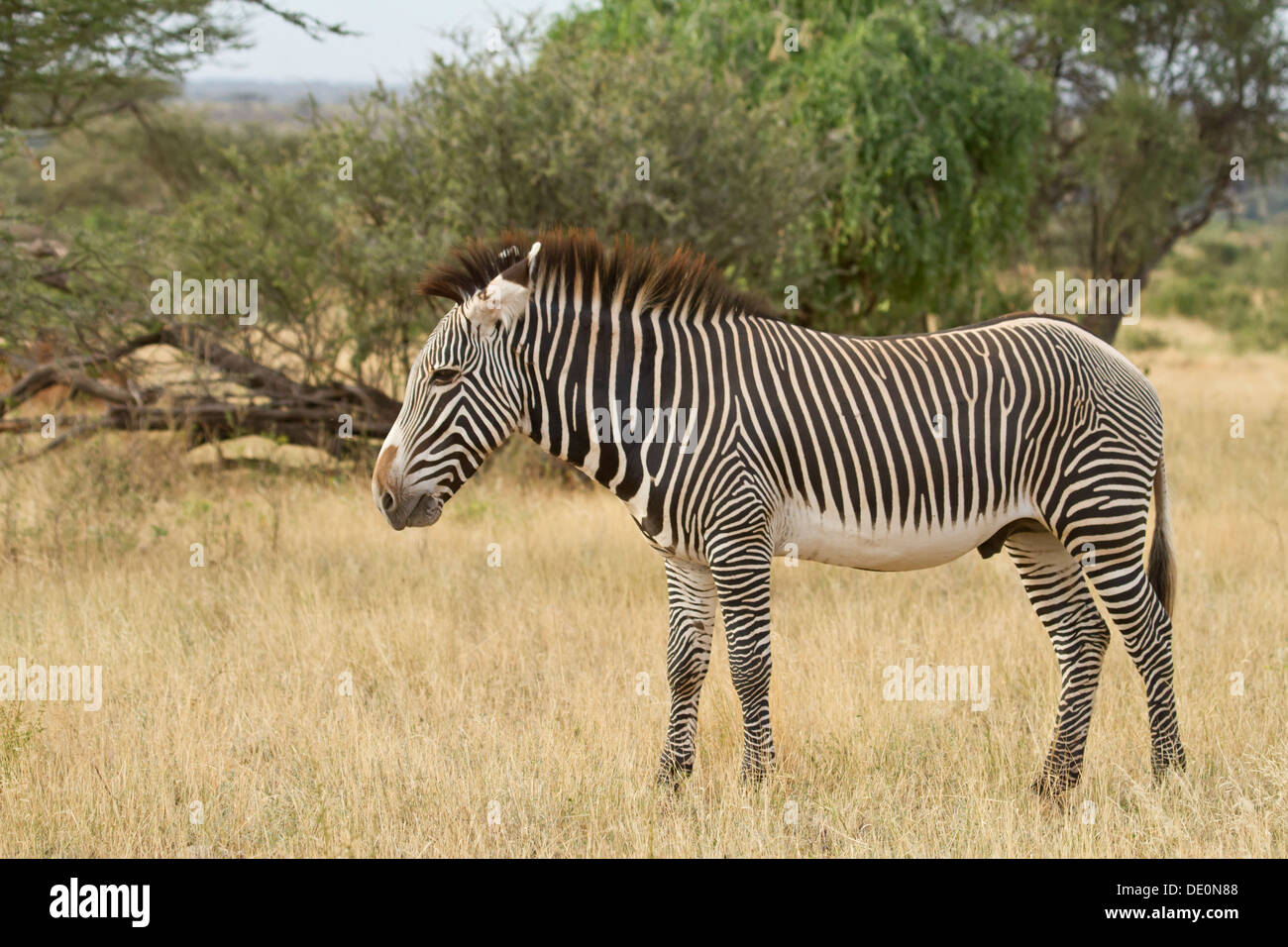 Grevy's Zebra [Equus grevyi], Samburu National Park, Kenya Stock Photo ...