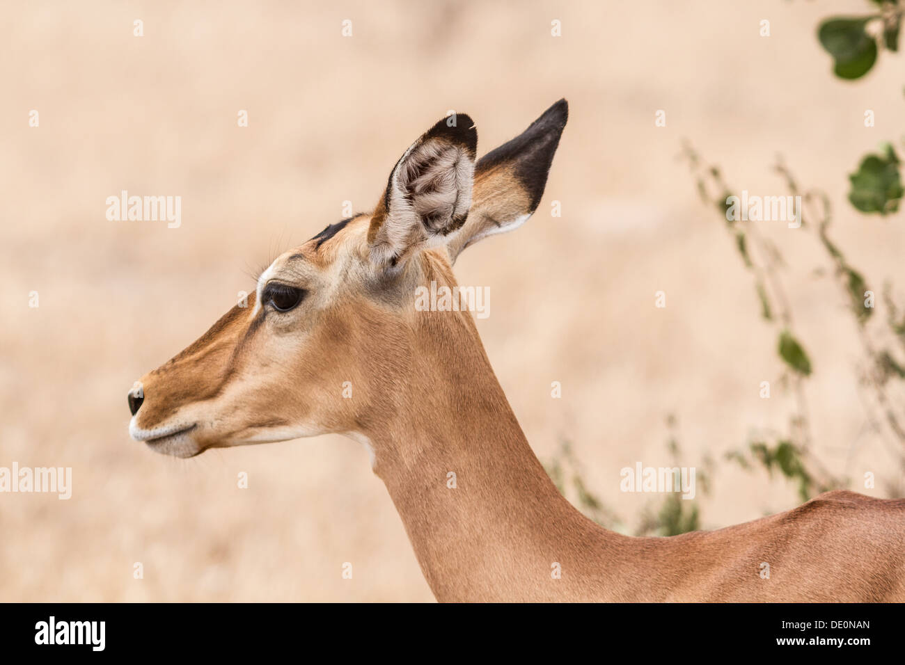Female impala with horns hi-res stock photography and images - Alamy
