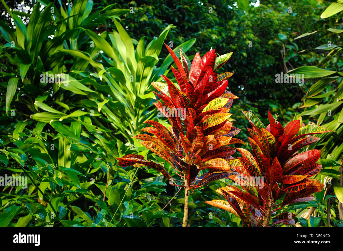 Thai garden hi-res stock photography and images - Alamy