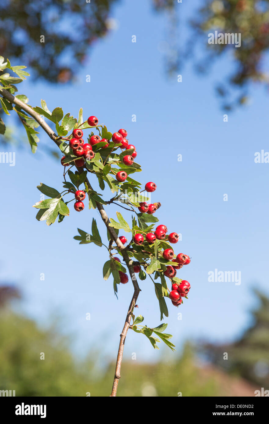 Hawthorn, or Crataegus, with red berries in summer against a blue sky ...