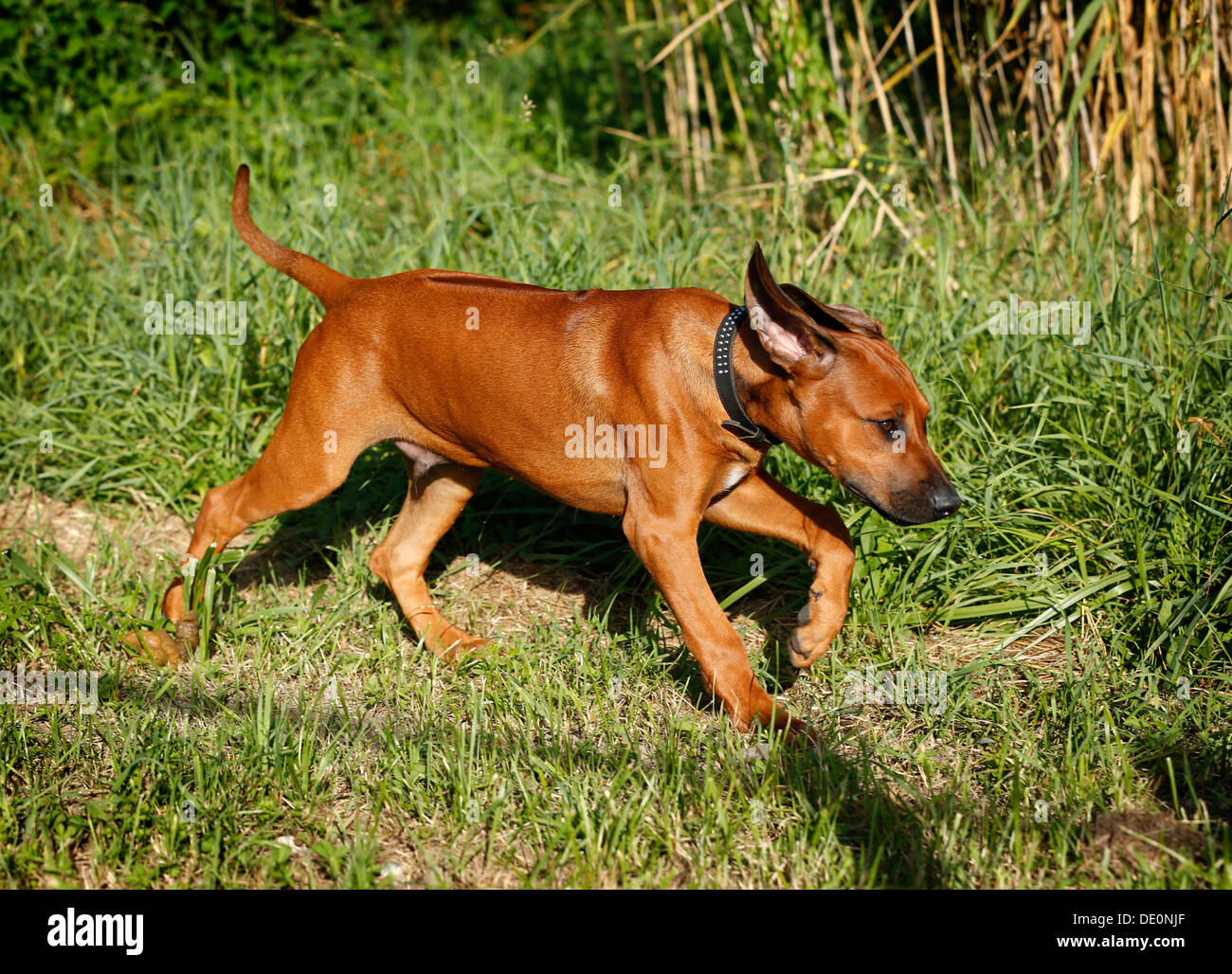 Rhodesian Ridgeback, male puppy, 15 weeks Stock Photo - Alamy