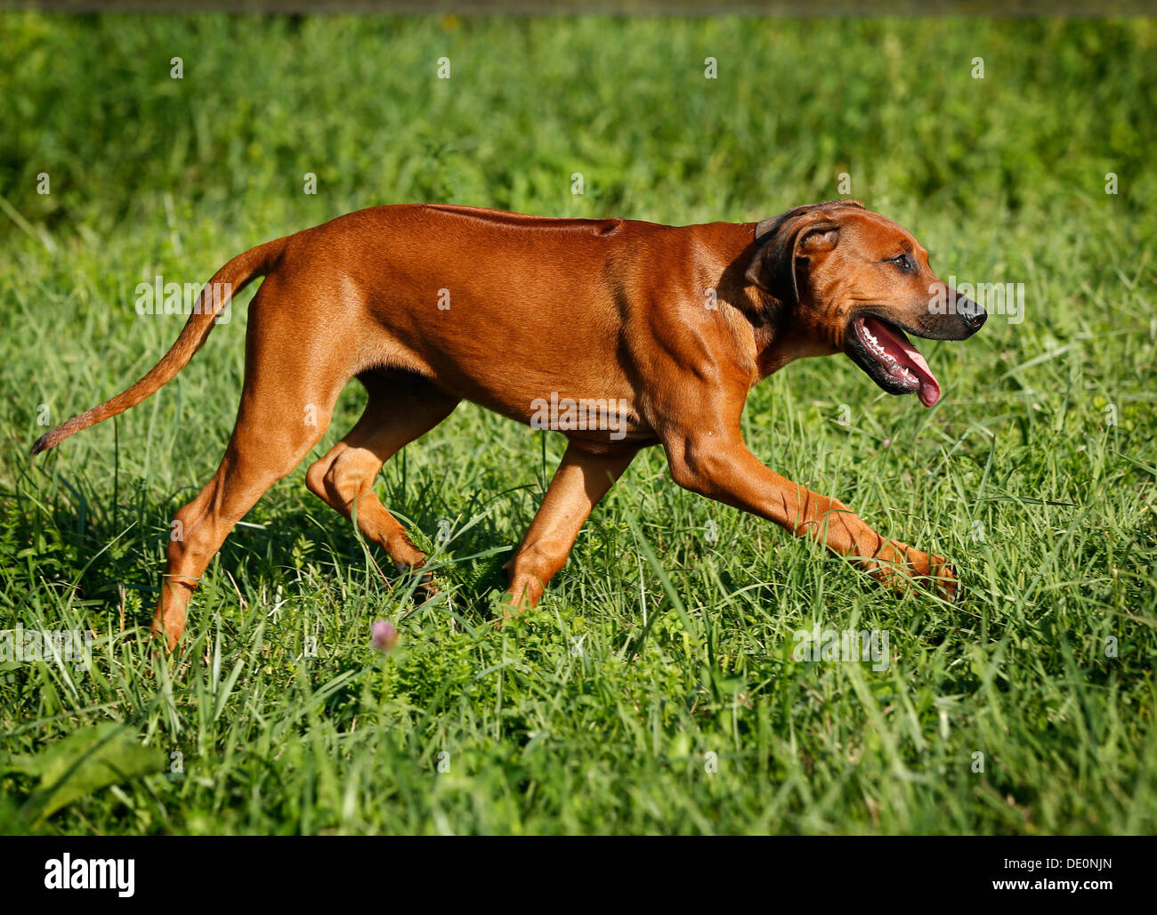 Rhodesian Ridgeback, male puppy, 15 weeks Stock Photo - Alamy
