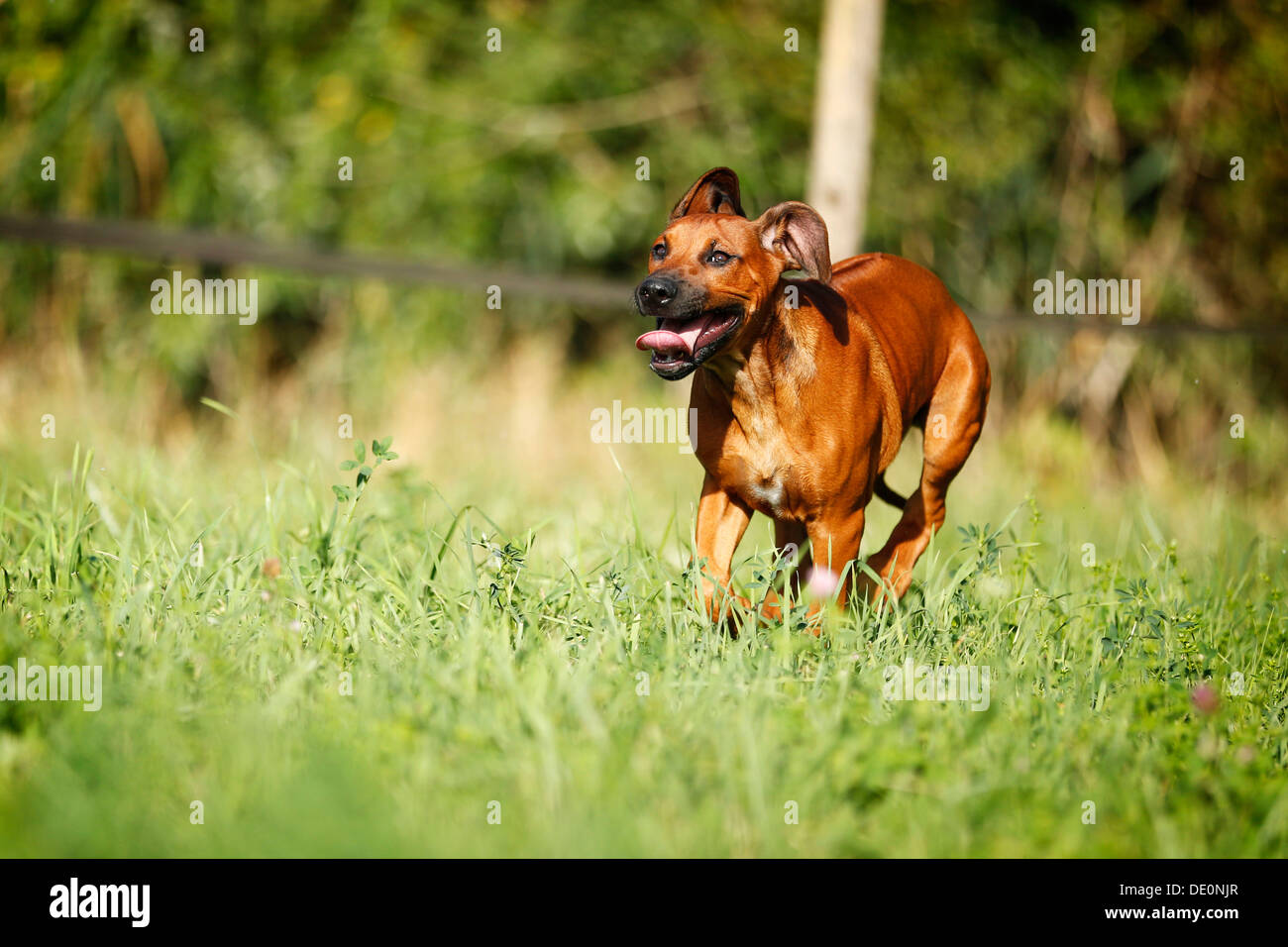 Rhodesian Ridgeback, male puppy, 15 weeks Stock Photo - Alamy