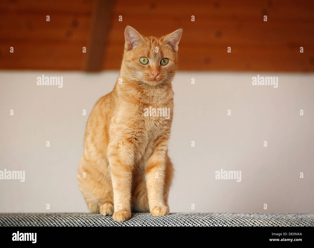 Domestic cat sitting on a sofa Stock Photo - Alamy