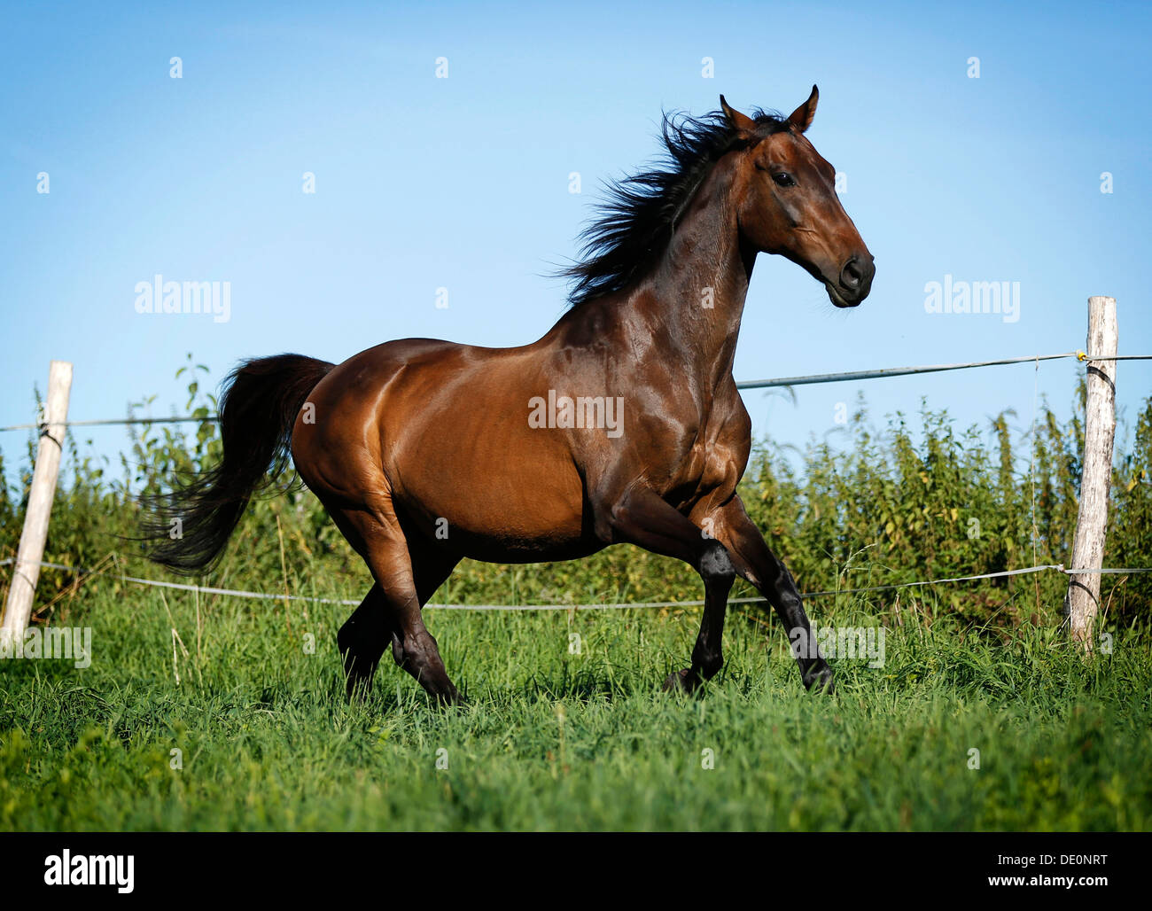 English thoroughbreds hi-res stock photography and images - Alamy